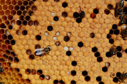 ResistantBees Varroa resistant bees
