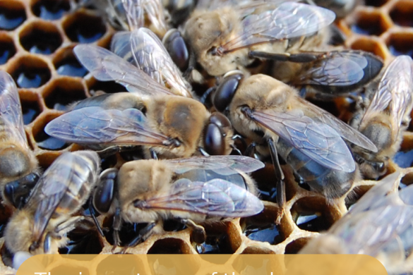 ResistantBees Varroa resistant bees