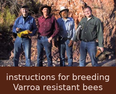 ResistantBees Varroa resistant bees