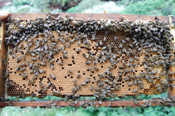 The natural arrangement of the combs in the beehive - ResistantBees_english