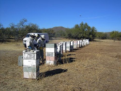 ResistantBees Varroa resistant bees