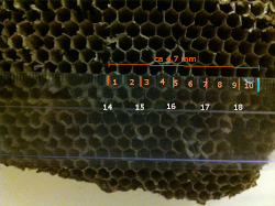 The natural arrangement of the combs in the beehive - ResistantBees_english