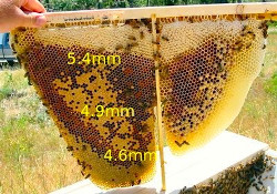 ResistantBees Varroa resistant bees