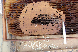 ResistantBees - ResistantBees_english