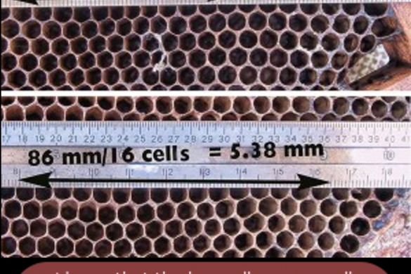 ResistantBees Varroa resistant bees