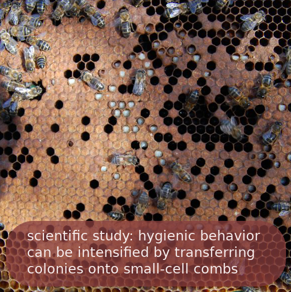 scientific study: hygienic behavior can be intensified by transferring colonies onto small-cell ...