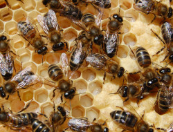 The natural arrangement of the combs in the beehive - ResistantBees_english