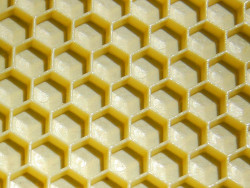The natural arrangement of the combs in the beehive - ResistantBees_english