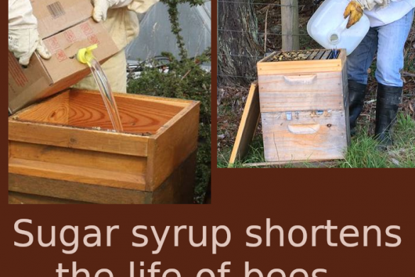 The natural arrangement of the combs in the beehive - ResistantBees_english