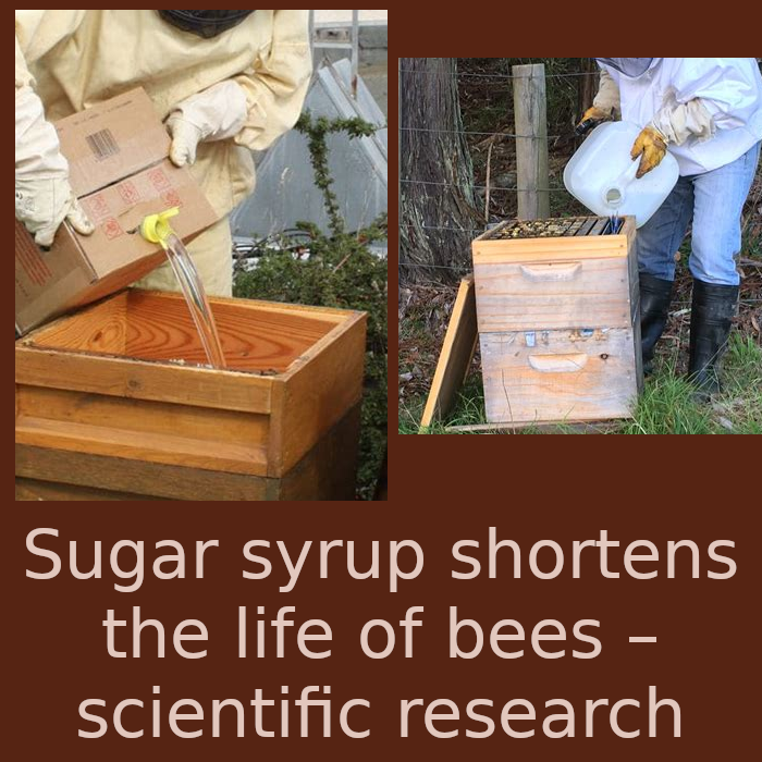 Sugar syrup shortens the life of bees - scientific research ...