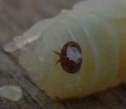 The natural arrangement of the combs in the beehive - ResistantBees_english