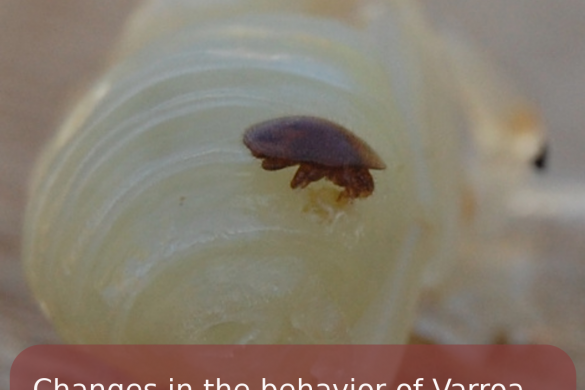 ResistantBees Varroa resistant bees