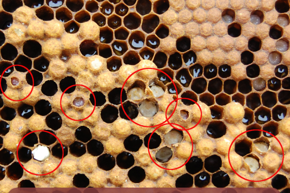 The natural arrangement of the combs in the beehive - ResistantBees_english