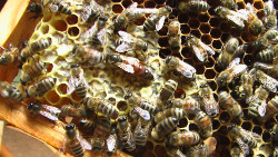 ResistantBees_english – small cell Varroa resistant bees
