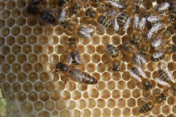 ResistantBees_english – small cell Varroa resistant bees