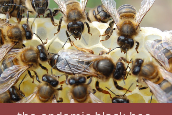 ResistantBees - ResistantBees_english